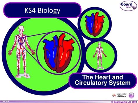 Ppt Ks4 Biology Powerpoint Presentation Free Download Id3692181