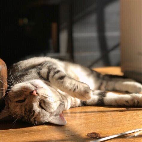 猫が喜んでいるときに見せるサイン6つ わかりやすい！（ねこのきもちnews）