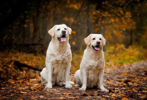 Labrador Retriever Male Vs Female PatchPuppy Com
