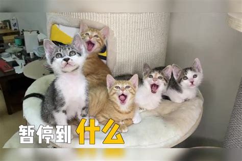 评论区告诉我你们暂停到什么好吃的了？ 萌宠出道计划暂停什么评论