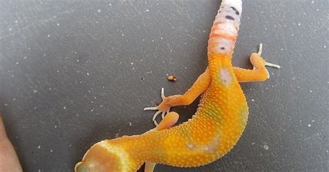 Super Hypo Tangerine Carrot Tail Het Eclipse Rainwater Albino Leopard