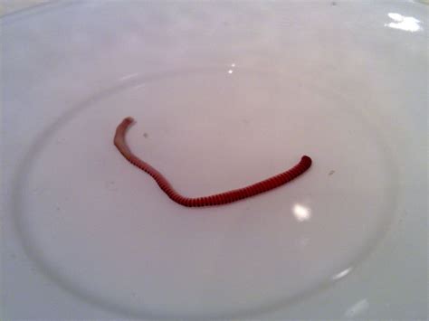 What Does Worm In Stool Look Like At Sheila Deck Blog
