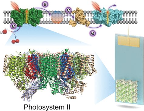 Photosystem Structure