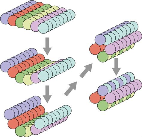 13 Neurulation Cartoon Diagram Depicting The Mode Of Neurulation In