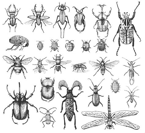 Grote Set Van Insecten Bugs Kevers En Bijen Vele Soorten In Vintage