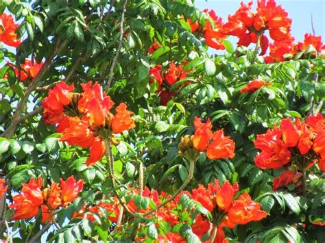 Plants Flowers Trees Of Vietnam Vietnam Coracle Independent Travel Guides To Vietnam