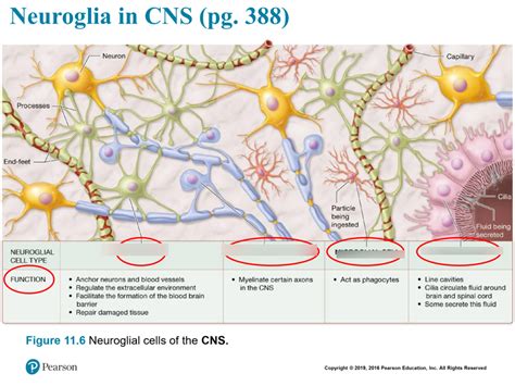 Neuroglial Cells Labeled Solved Neuroglial Cells Identify Using The