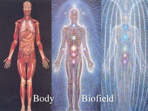 Journey Into The Anatomy And Physiology Of The Human Biofield With Th