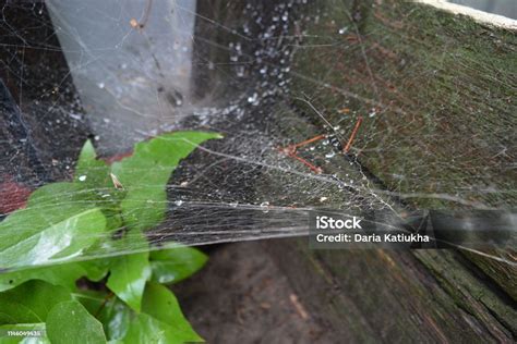녹색 나뭇잎과 둥지와 거미의 은신처 자연 자연과 흰색 조밀 한 거미줄과 라일락의 식물 0명에 대한 스톡 사진 및 기타 이미지