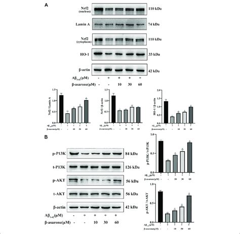Effect of β asarone on Aβ induced protein expression of Download Scientific Diagram