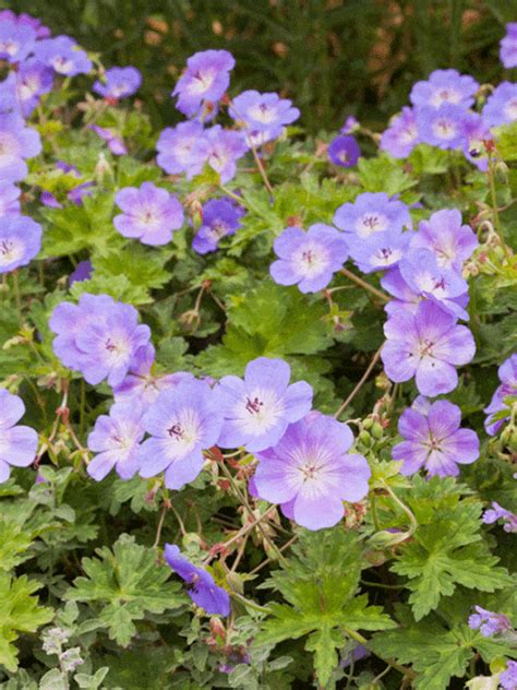 How To Amend Clay Soil For Vegetable Gardening