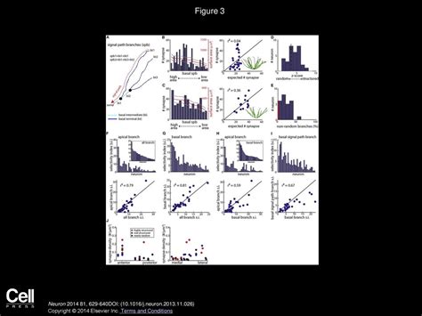 structured synaptic connectivity between hippocampal regions ppt download