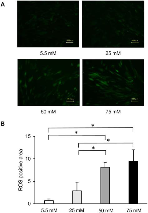 Measurement Of Intracellular Reactive Oxygen Species Ros Levels