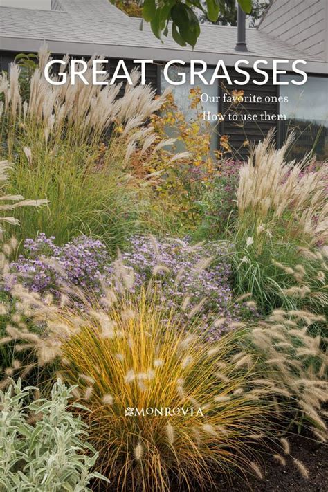 The Front Cover Of Great Grasses