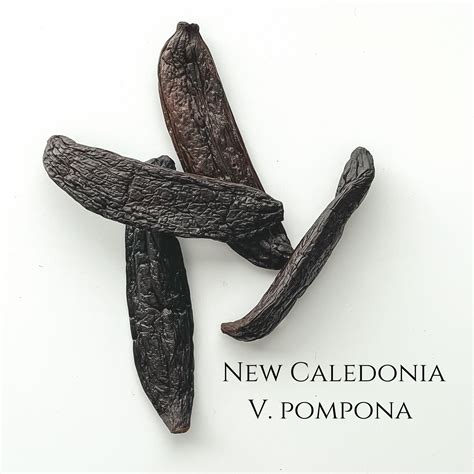 New Caledonia V Pompona Indrivanilla