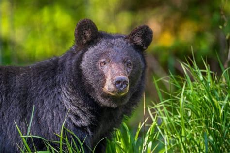 Male Vs Female Black Bears 8 Key Differences A Z Animals
