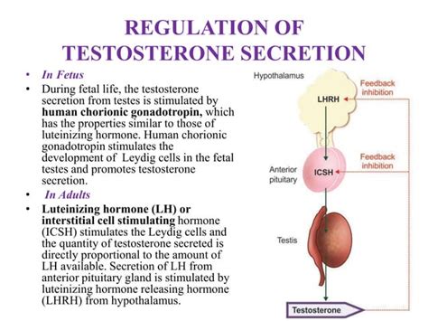 Secretiontransportandmetabolismoftestishormone Rakesh1pptx