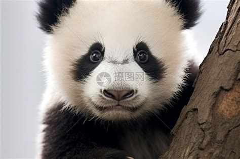 毛茸茸的大熊猫高清图片下载 正版图片600664208 摄图网