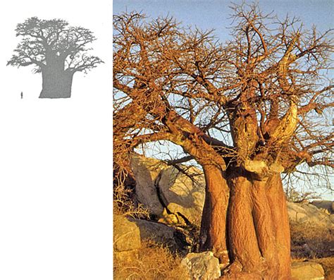Баобаб Деревья Энциклопедия растений Энциклопедия растений