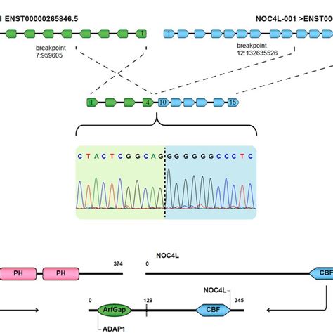 An Overview Representing The Fusion Transcript Identification Filtering