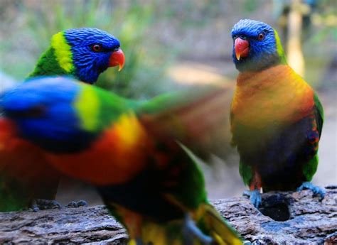 Page 64 Colorful Bird Species Images Free Download On Freepik