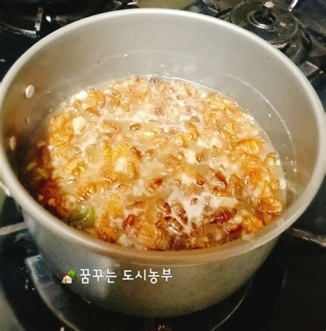 번데기 맛있게 삶기