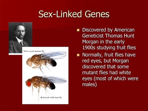 Genetic Linkage Chapter 11 Section Ppt Download