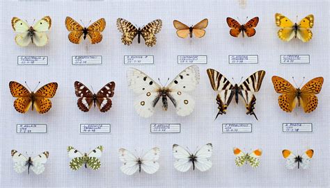 Biodiversity Collections And Apps Both Have Bias Futurity