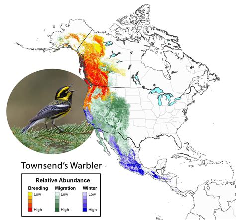 Townsends Warbler State Of North Americas Birds 2016