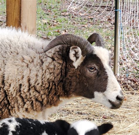 Sold Leaf Creek Lady Eve 2 Horn Lilac Ewe Jacob Sheep Classifieds