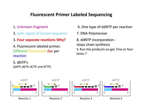 Dna Sequencing Pdf