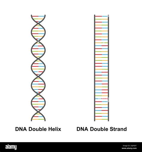 Dna Deoxyribonucleic Acid Helix And Dna Strand Illustration Stock