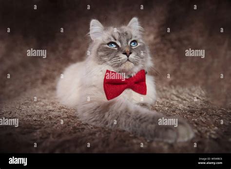 Cool Cat Wearing Red Bowtie Looks Up While Lying Down On A Fur