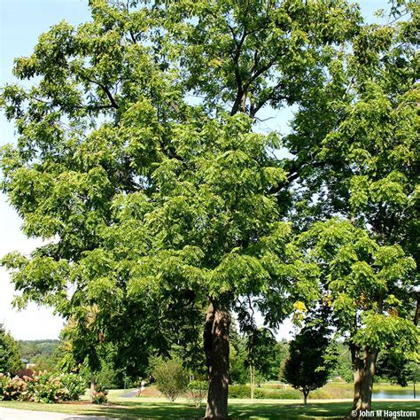 Buy Affordable Black Walnut Trees At Our Online Nursery Arbor Day