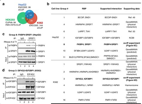 rbp groups inferred from eclip data and co ip validation a we show the