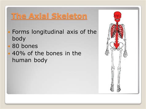 Longitudinal Axis Anatomy