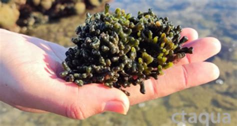 El Alga Codium Spp Es Seleccionada Por Ctaqua Para Cultivar La Bahía De