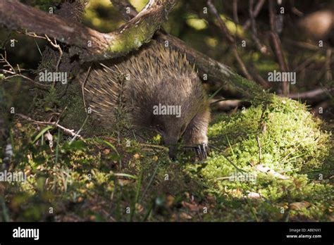 Short Beaked Echidna Tachyglossus Aculeatus In Tasmanian Woodland Stock