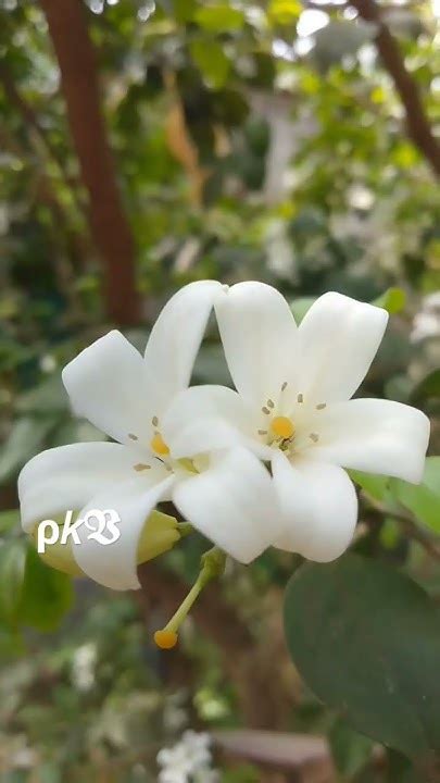 പതിവ് തെറ്റാതെ ഈ വർഷവും വീട്ടിൽ വിരിഞ്ഞ മരമല്ല പൂവ്👌 Youtube