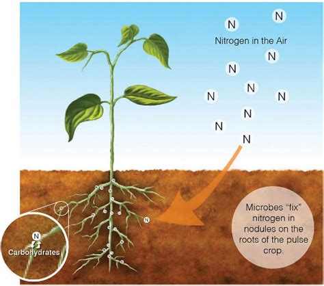 Rhizobium Nitrogen Fixation
