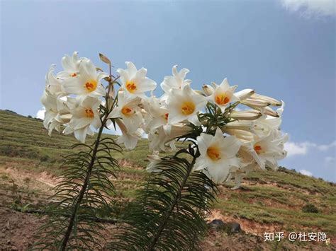 回望那一瞥：固原须弥山大佛 知乎