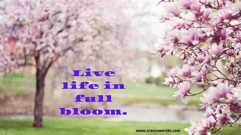 150 Top Class Spring Status Captions And Quotes For A Spring Lover