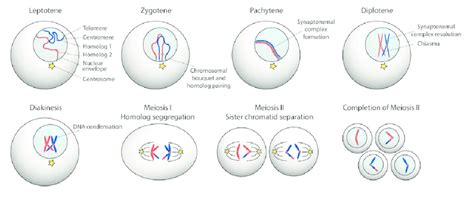Meiosis As Germ Cells Enter The Initial Phase Of Meiotic Prophase