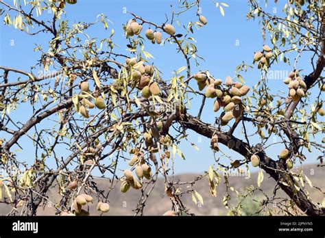 Detalle de las ramas del árbol del almendro cargadas de sus frutos a