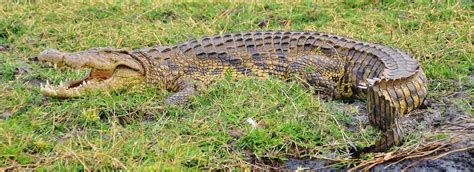 Nile Crocodile Attacks