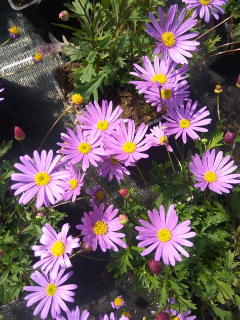 Brachycome Bleu Horticulture Brustier