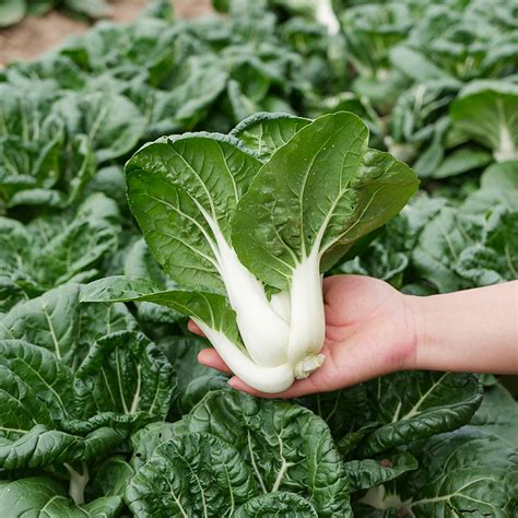 奶白菜种籽种子小青菜阳台种菜春季菜种盆栽菜四季南方蔬菜孑菜籽 虎窝淘