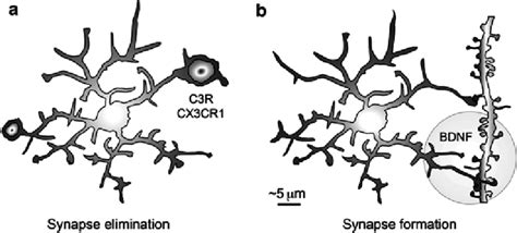 3 Microglial Regulation Of Synapse Number An Overview Of The Proposed Download Scientific