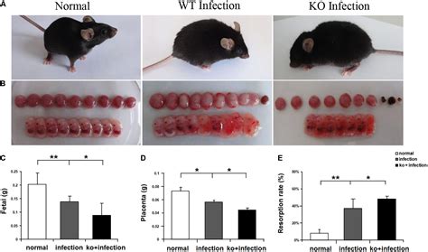 Pregnant Mouse Giving Birth