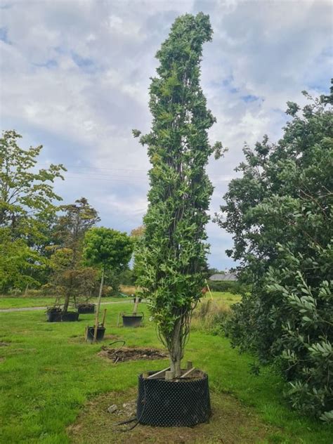 Quercus Palustris Cuidados Y Belleza